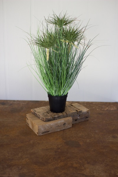 Cyprus Grass In Plastic Pot Min 4