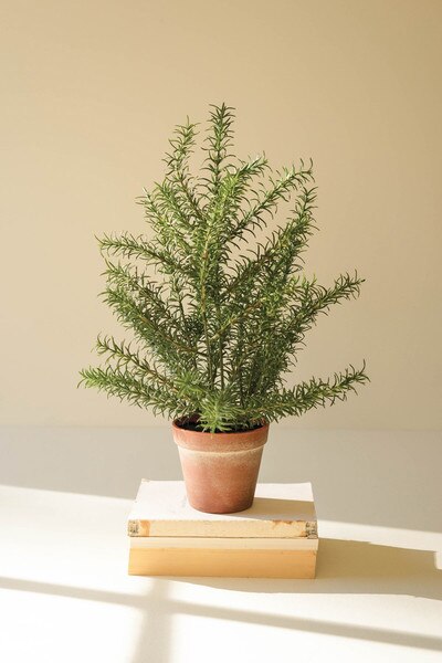 artificial rosemary plant in faux terracotta pot