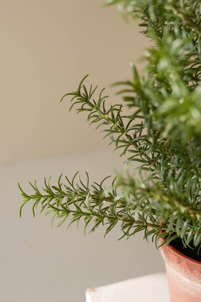 artificial rosemary plant in faux terracotta pot